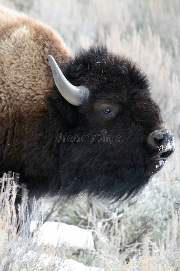 Head on American Bison stock photo. Image of wyoming, natural - 394250