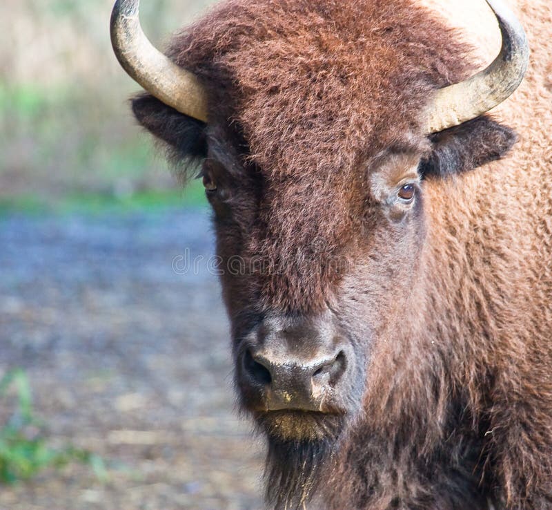 American Bison stock image. Image of portrait, bison, horns - 5871037