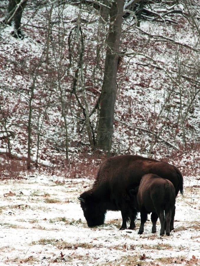 American bison stock image. Image of woods, nature, grass - 7655901