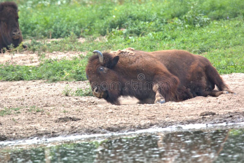 American Bison AKA Buffalo stock image. Image of grass - 191639247