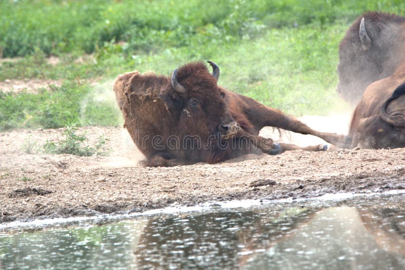 American Bison AKA Buffalo stock image. Image of grasslands - 191639277