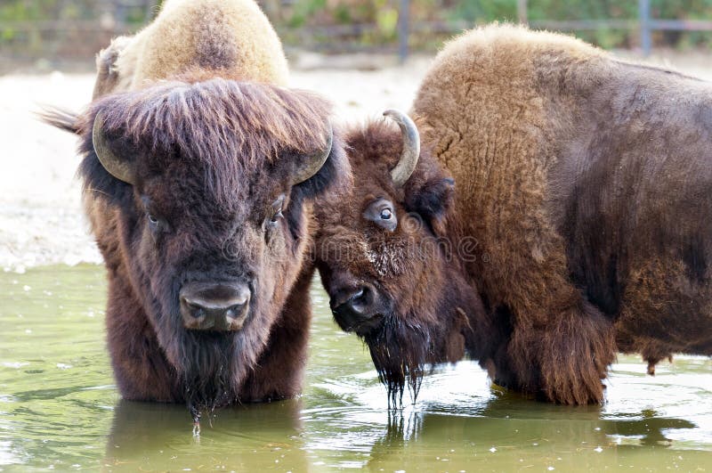 American Bison / American Buffalo Stock Photo - Image of animal ...