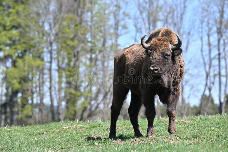 American Bison Animals Theme Stock Photo - Image of turiform, american ...