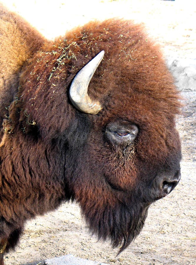 American Bison (Bison Bison) Stock Image - Image of bovine, nature ...