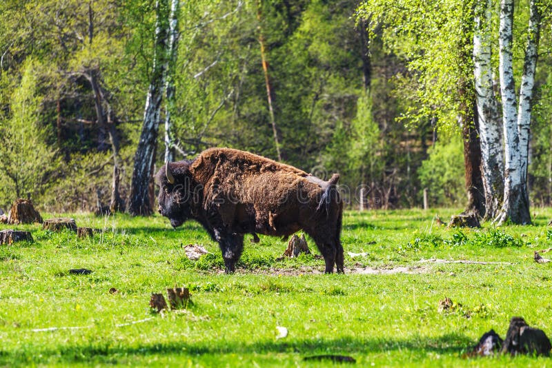 American Bison (Bison Bison) Stock Image - Image of caucasian, mammal ...