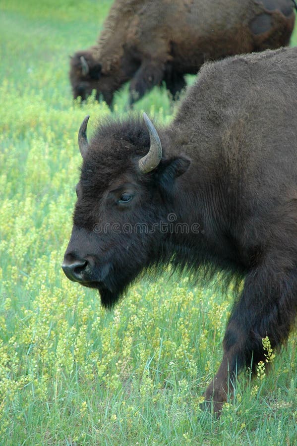 Bison Black and White stock photo. Image of display, united - 33214812