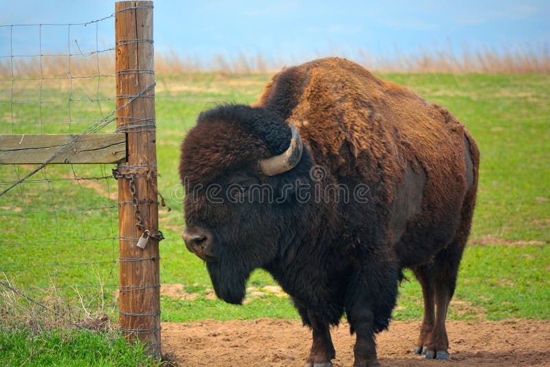 American Bison Buffalo at an Open Fence Gate Stock Image - Image of ...