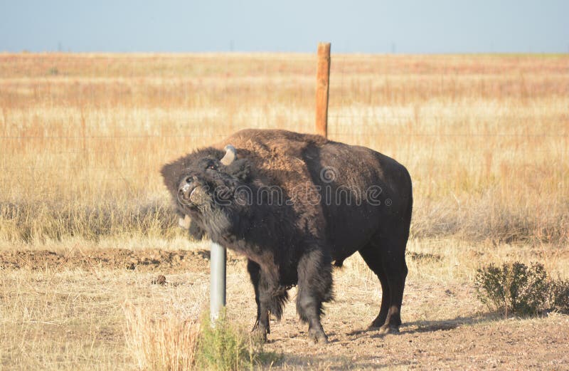 Buffalo Scratching Itch Stock Photos - Free & Royalty-Free Stock Photos ...