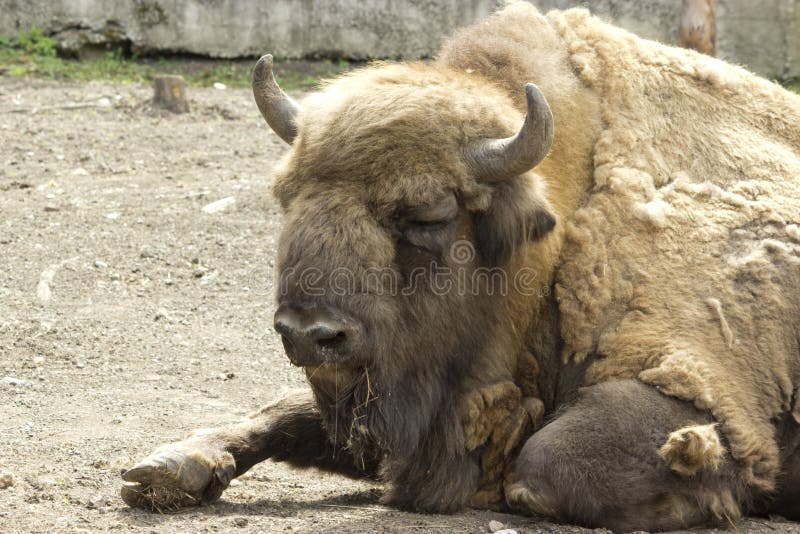 The American Bison Buffalo Side Profile Stock Image - Image of wisent ...