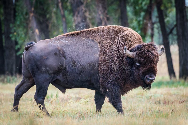 American Bison Bull - Genetically Pure Speciman Stock Image - Image of ...