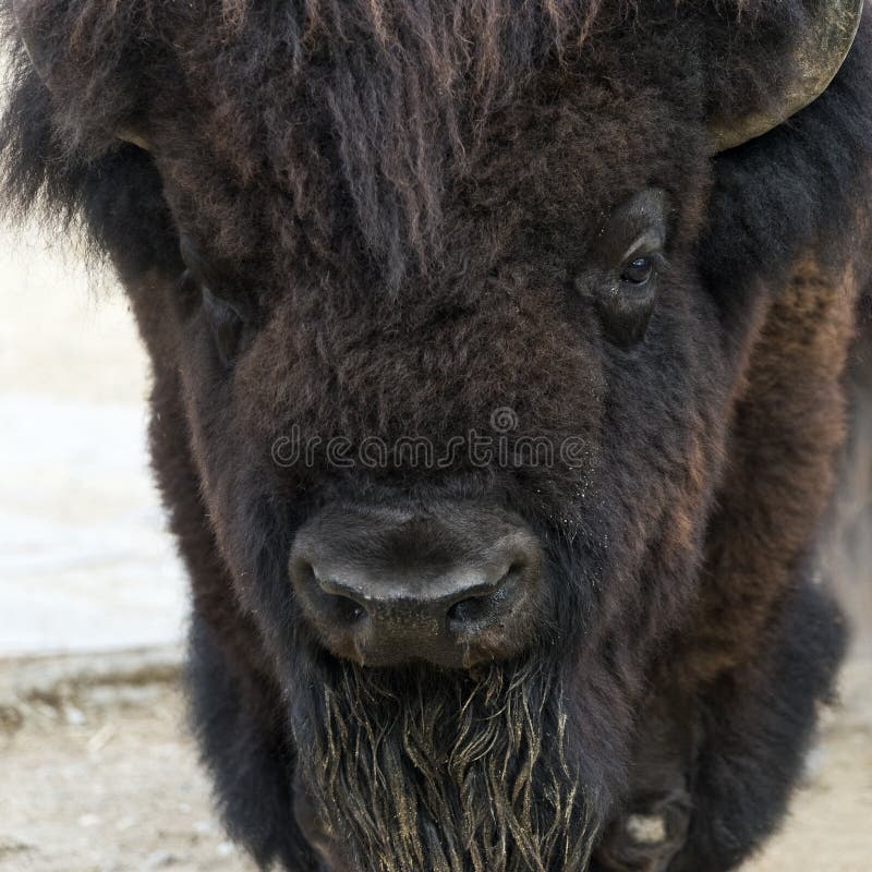 American bison stock photo. Image of buffalo, dark, hair - 97229850