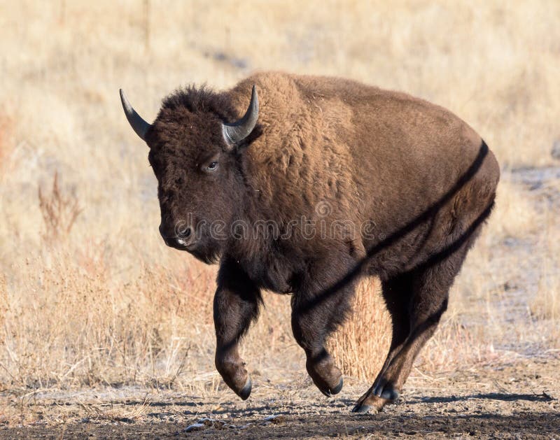 American Bison Bull - Genetically Pure Specimen Stock Photo - Image of ...