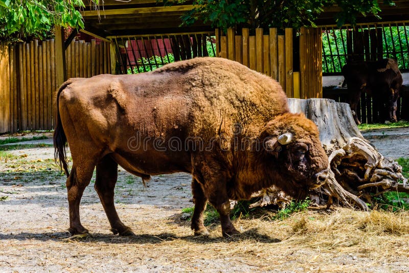 American Bison in a Corral at Farm Stock Image - Image of male, beast ...