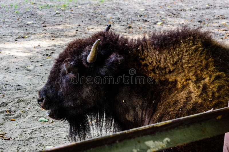 American Bison in a Corral at Farm. Closeup of Bison Muzzle Stock Photo ...