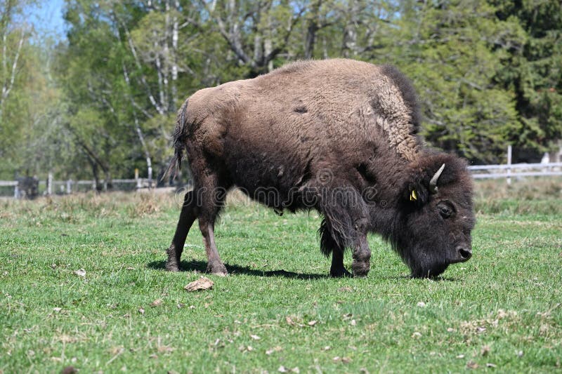 American bison stock photo. Image of animal, breeding - 315940750