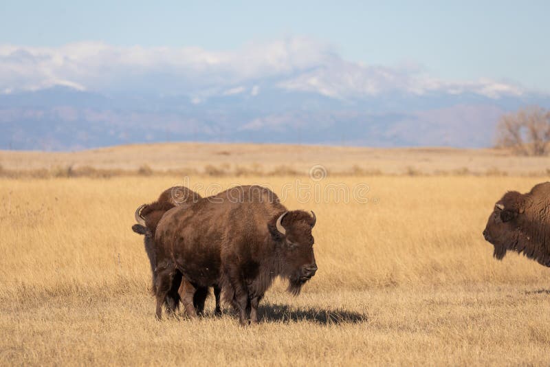American Bison in Fall stock image. Image of mammal - 169995341