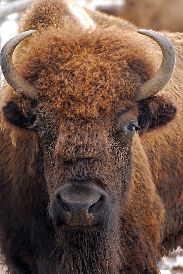 American Bison, Front view stock photo. Image of bull - 72658994