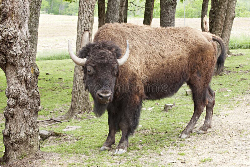 American Bison stock photo. Image of beard, spring, outside - 54915398