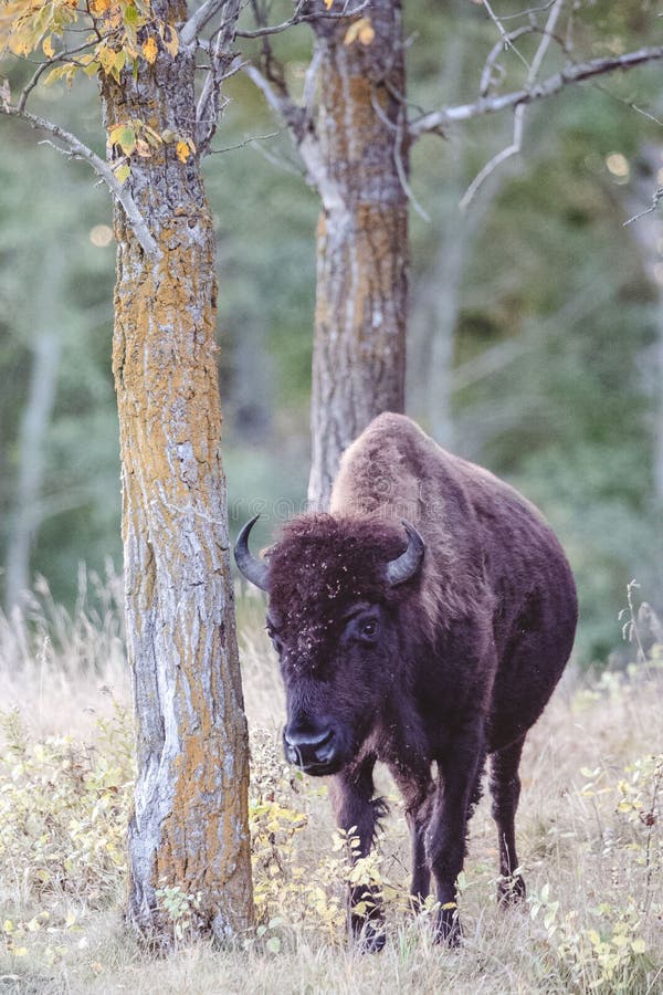 American Bison Grazing Alone in the Field, Vertical Shot Stock Photo ...