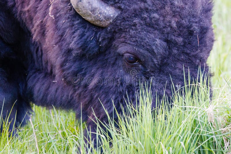 American Bison Grazing on Grass in Yellowstone National Park during ... American Bison Grazing on Grass in Yellowstone National Park during ...
