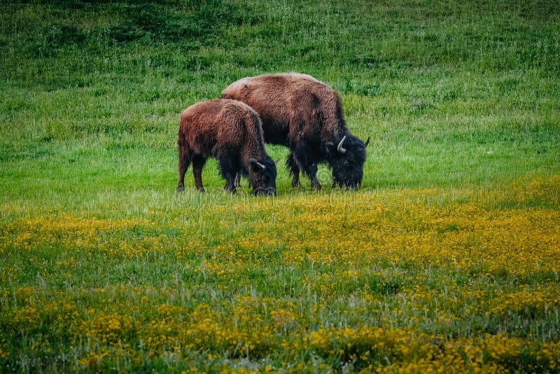 American Bison Grazing in a Spring Meadow Stock Image - Image of animal ...