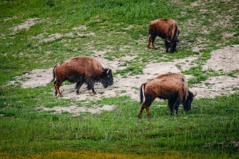American Bison Grazing in a Spring Meadow Stock Image - Image of grass ... American Bison Grazing in a Spring Meadow Stock Image - Image of grass ...