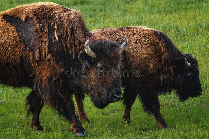 American Bison Grazing in a Spring Meadow Stock Photo - Image of eating ... American Bison Grazing in a Spring Meadow Stock Photo - Image of eating ...