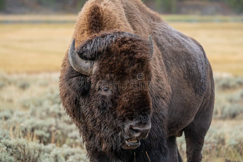 American Bison Grazing in Yellowstone National Park Stock Photo - Image ... American Bison Grazing in Yellowstone National Park Stock Photo - Image ...