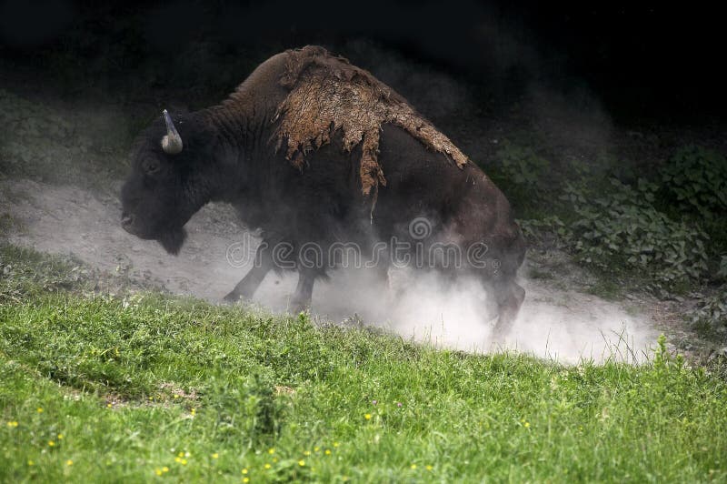 American Bison, Bison Bison, Having Dust Bath, Yellowstone Park in ...