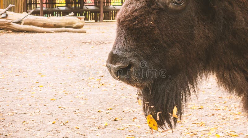 American Bison Head Close Up Stock Image - Image of wyoming, wildlife ... American Bison Head Close Up Stock Image - Image of wyoming, wildlife ...