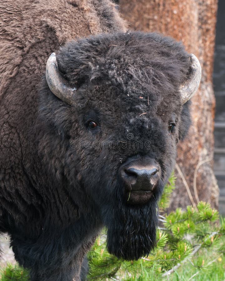 American Bison Head Shot stock image. Image of eyes, hairy - 25828631