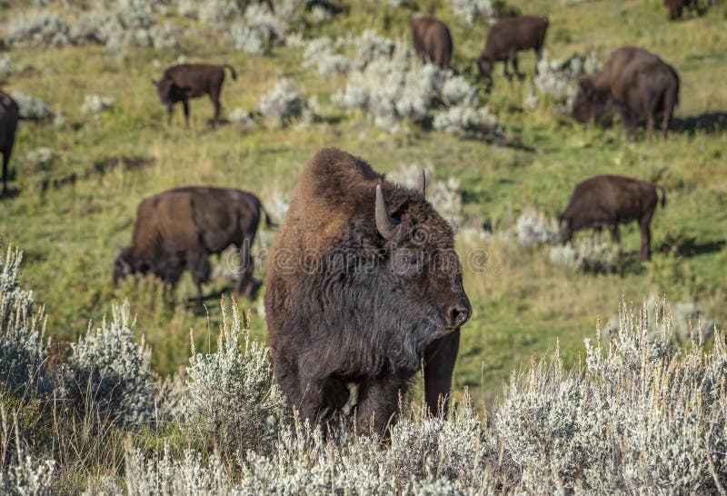 American Bison Herd stock photo. Image of large, buffalo - 361973444