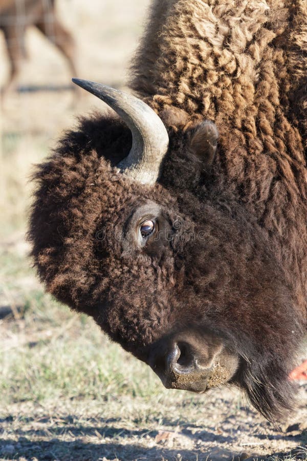 American Bison on the High Plains of Colorado Stock Photo - Image of ...