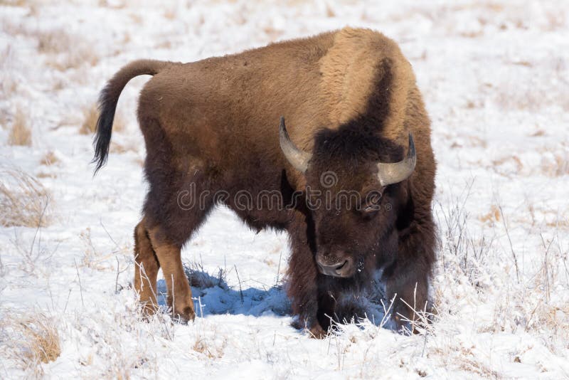 American Bison on the High Plains of Colorado Stock Image - Image of ...