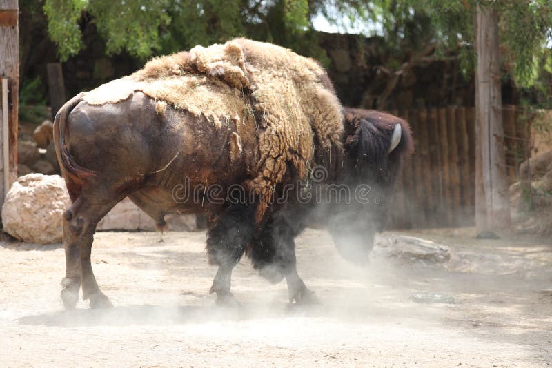 American Bison - Bison Bison Stock Image - Image of horns, mammal ...
