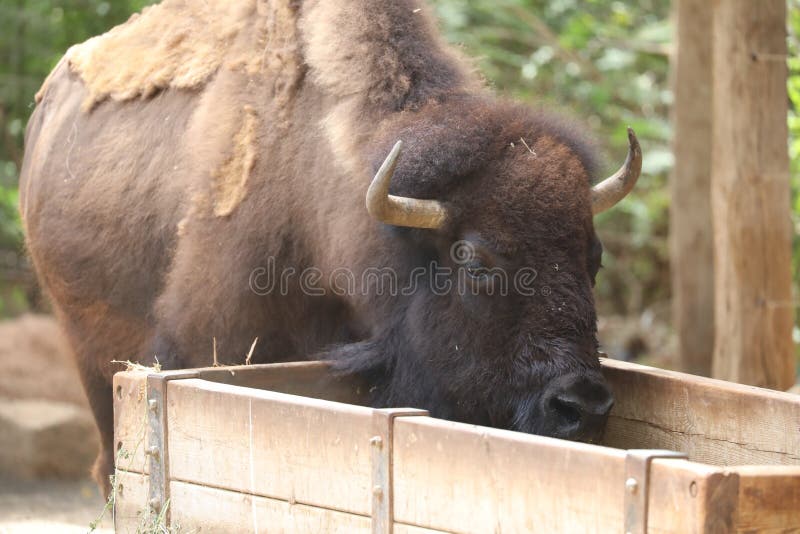 American Bison - Bison Bison Stock Image - Image of america, black ...
