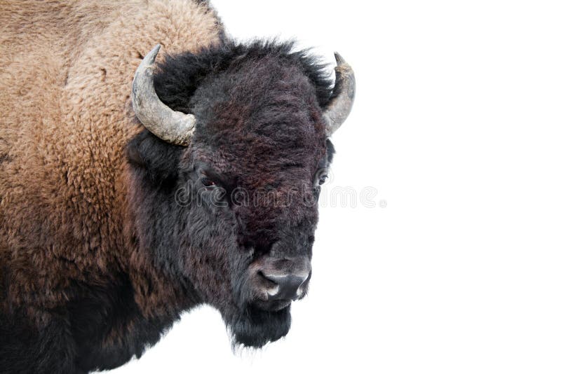 American Bison Isolated on White Stock Photo - Image of national ...