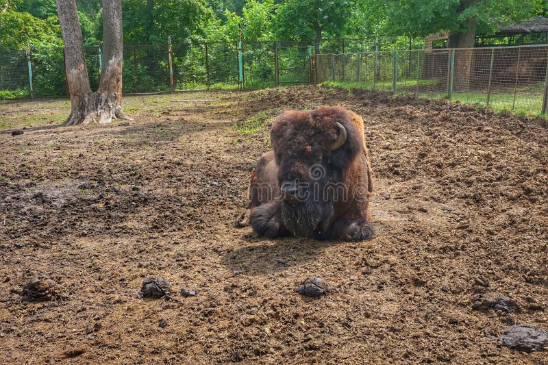 American Bison Lies on the Sand at the Zoo. Stock Photo - Image of ...