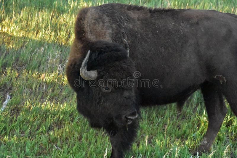 American Bison Looking Back Over His Shoulder Stock Photo - Image of ...