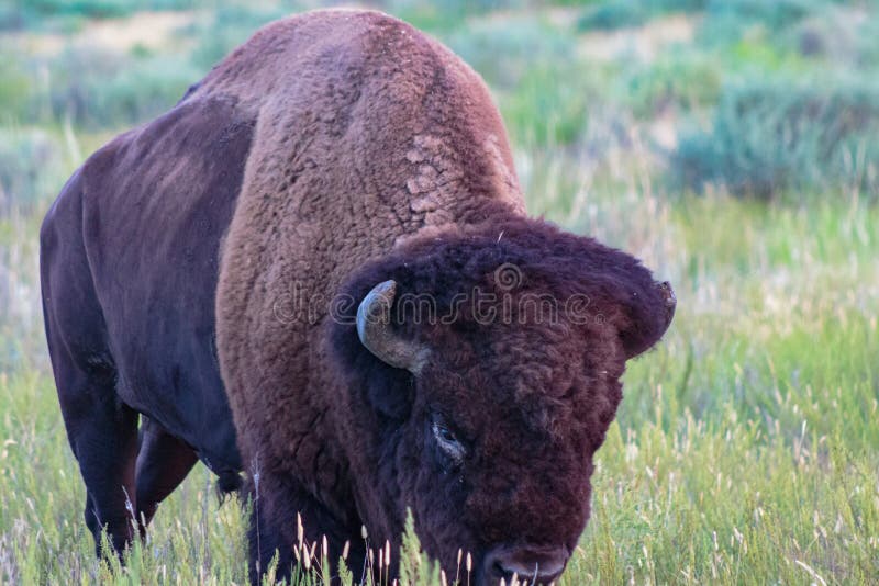 American Bison on the Prairie, Side View Stock Photo - Image of bison ...
