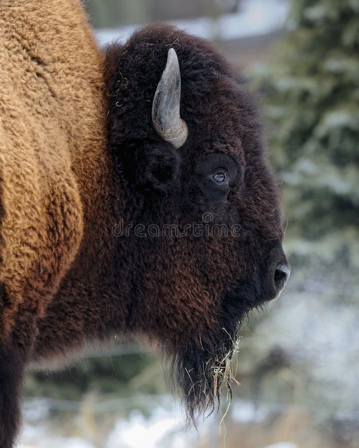 American Bison Profile Stock Image - Image: 18021581