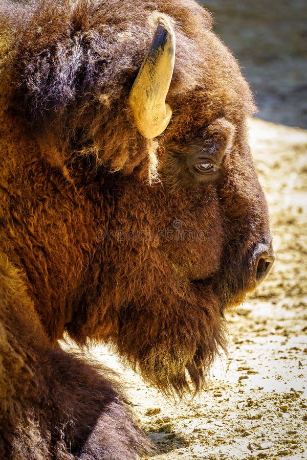 American Bison Resting Lying on the Ground on a Sunny and Hot Day ...