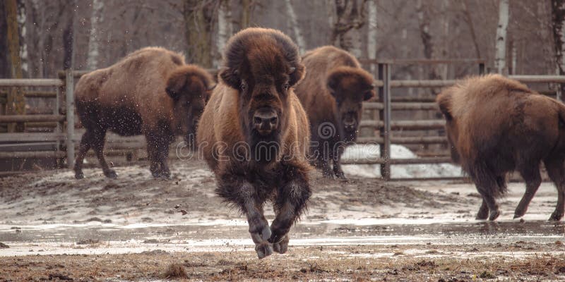 An American Bison Running stock image. Image of bovinae - 308841569