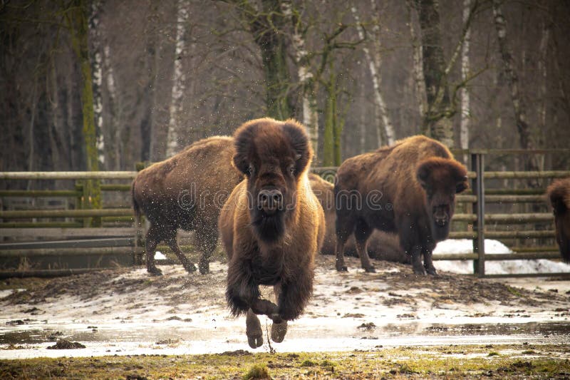 An American Bison Running stock photo. Image of bull - 311873530