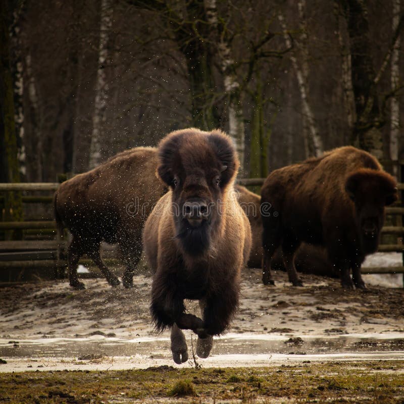 An American Bison Running stock image. Image of flock - 361262377