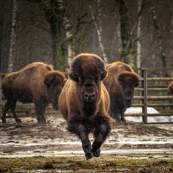 An American Bison Running stock image. Image of chaps - 310990321