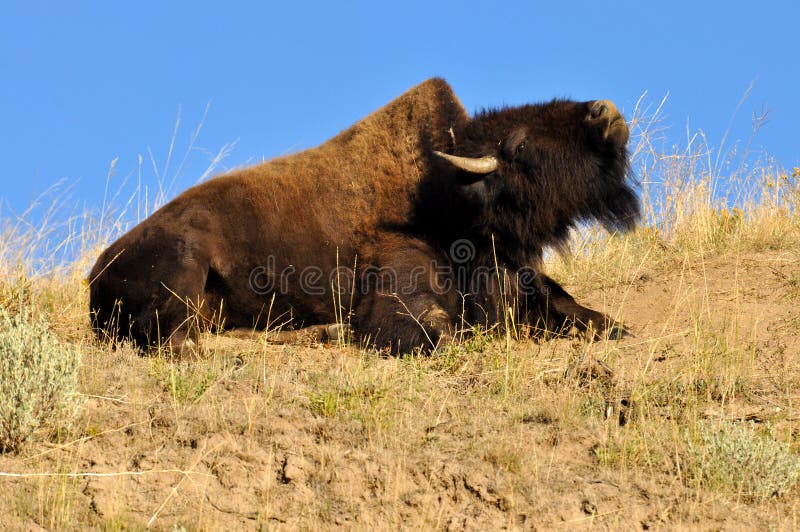 Bison herd stock image. Image of beasts, herd, bovinae - 12271101