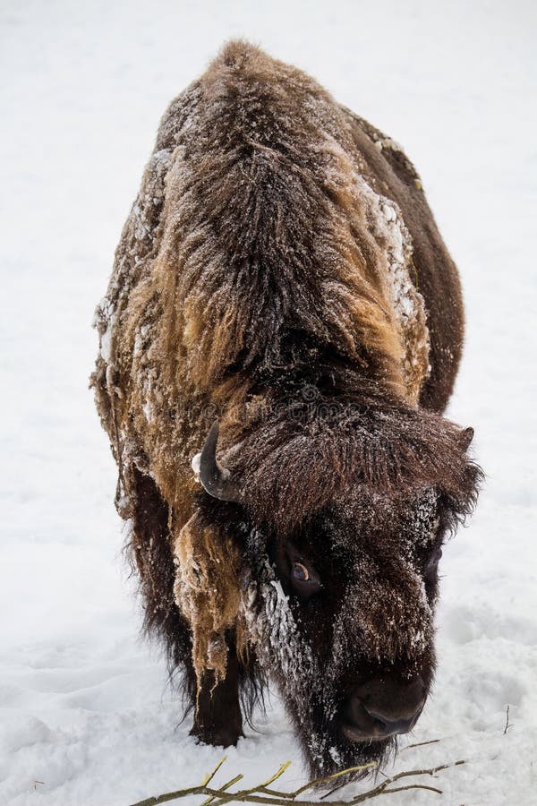 The American Bison Snowy Winter Stock Photo - Image of bull, animal ...