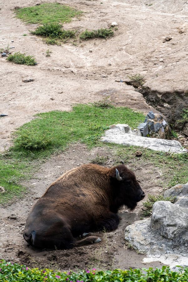 American Bison, Sitting Next To a Stone Resting in a Zoo Stock Image ...