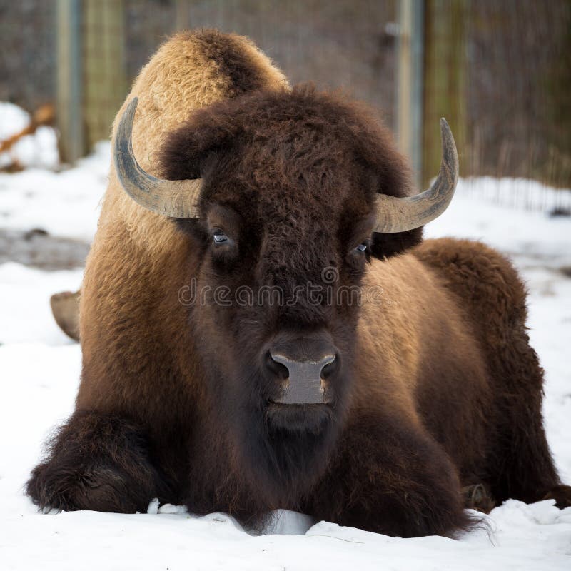 American bison stock image. Image of hump, brown, american - 52649163